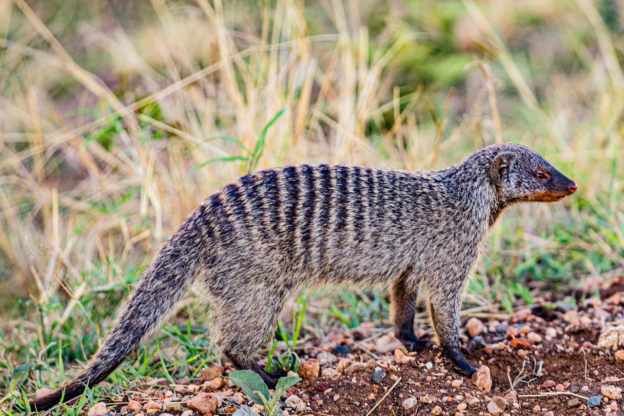 Animales Salvajes Fauna Silvestre - Foto gratis en Pixabay - Pixabay