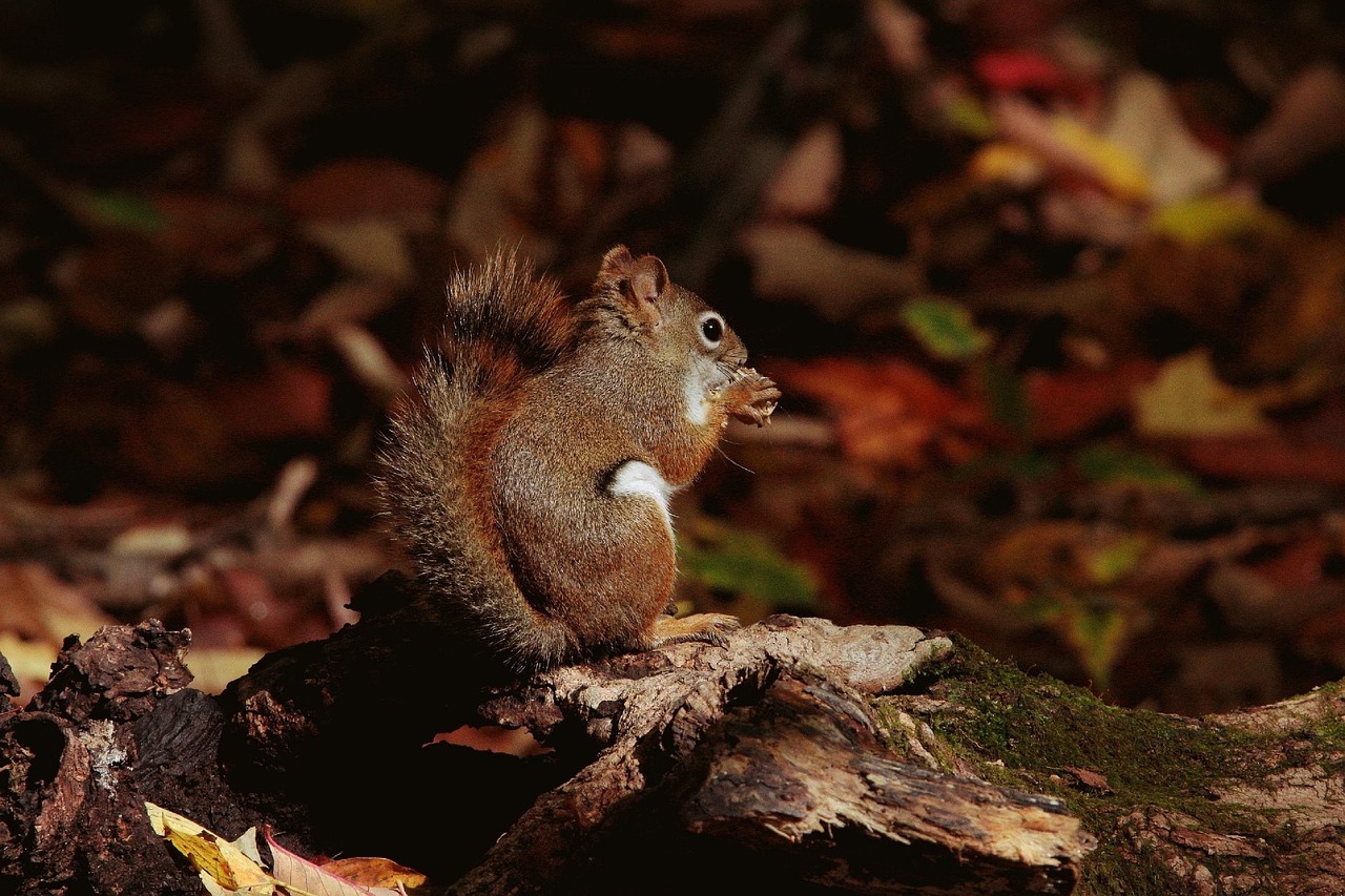 Animal Squirrel Mammal - Free photo on Pixabay - Pixabay