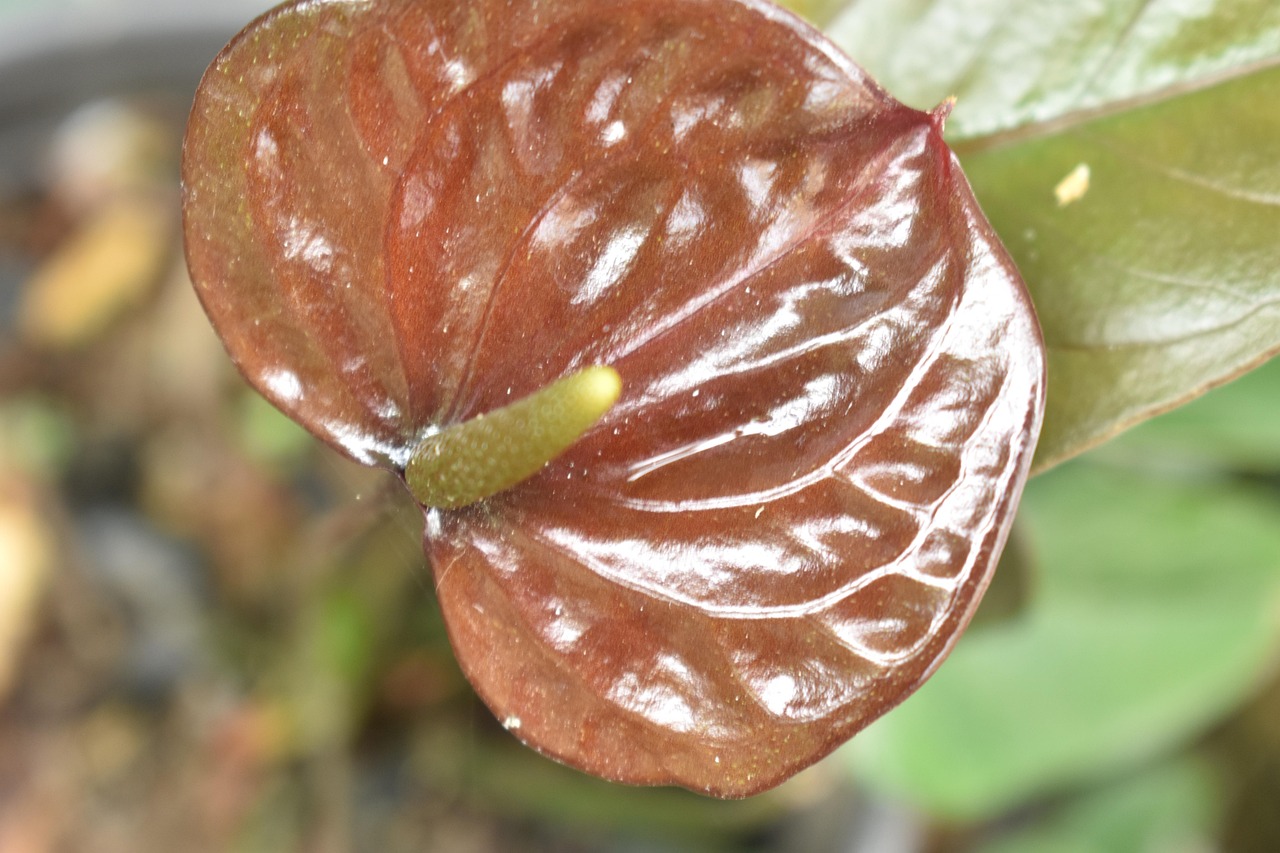 Anthurium Flower Nature - Free photo on Pixabay - Pixabay