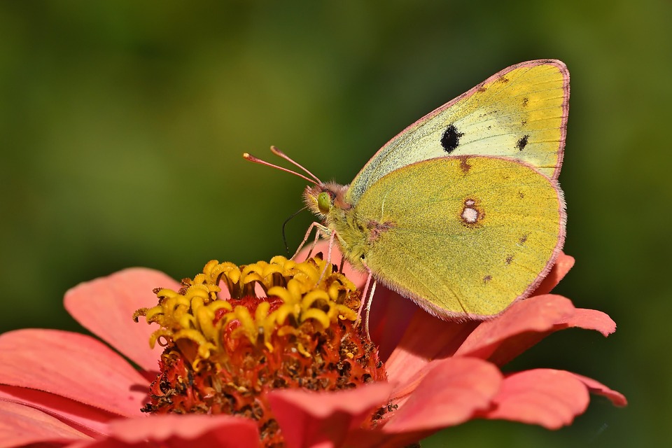 White Clover Yellowling Butterfly - Free photo on Pixabay - Pixabay