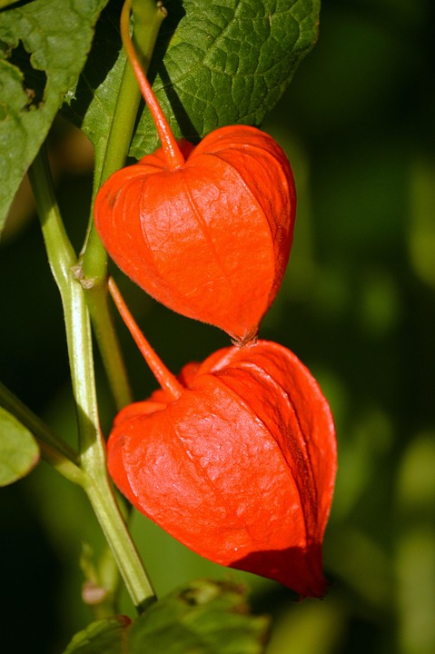 Chinese Lantern Lampion Flower - Free photo on Pixabay