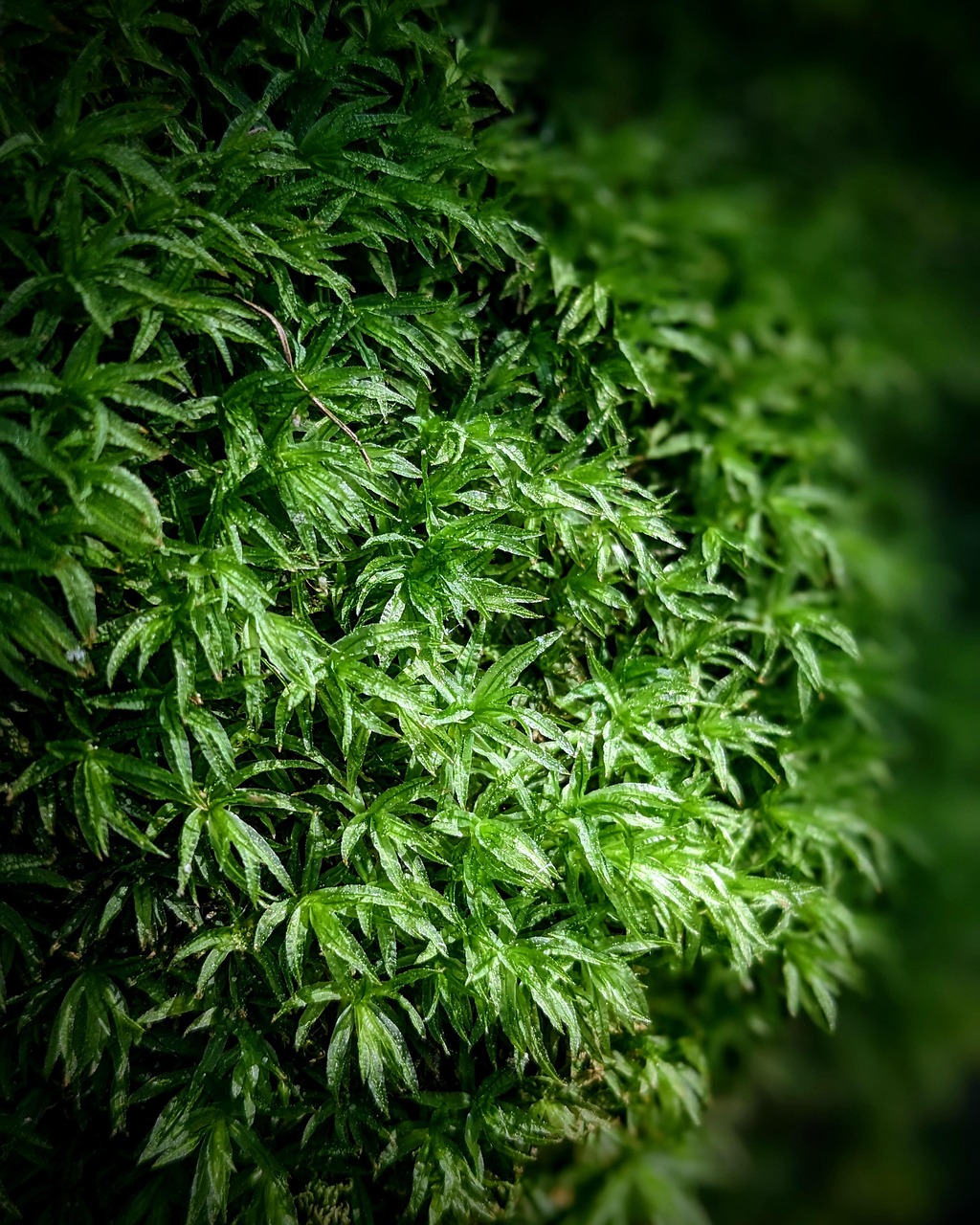 60+ Free Plant Litter & Nature Images - Pixabay
