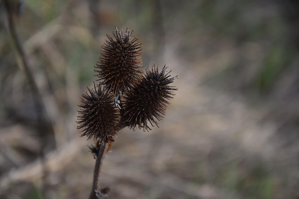 Cocklebur Flower Plant Tiger - Free photo on Pixabay
