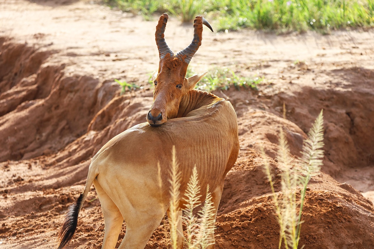 El Mejor De Jackson Fauna - Foto gratis en Pixabay