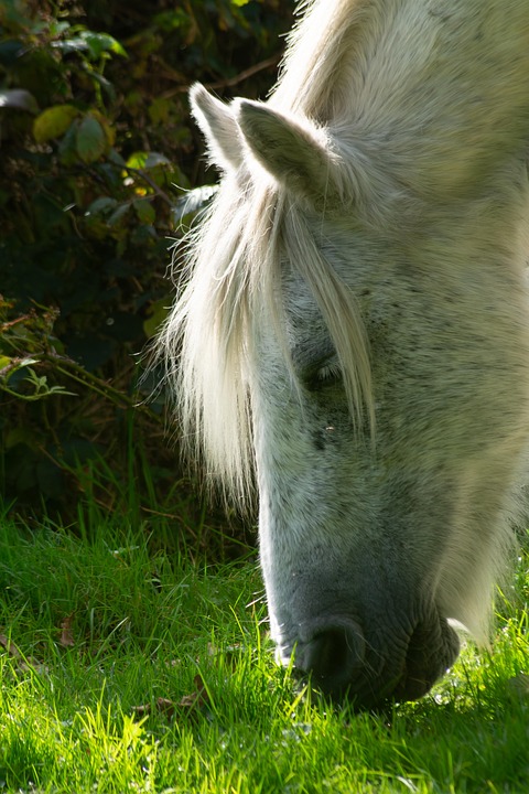 Nature Dartmoor Pony Devon - Free photo on Pixabay - Pixabay