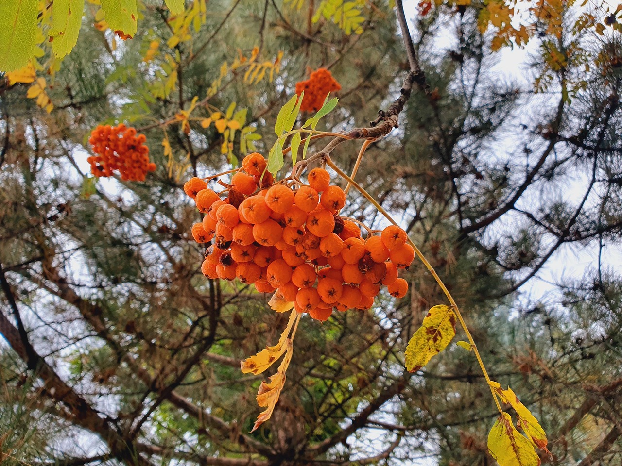 Berries Fruit Autumn - Free photo on Pixabay - Pixabay