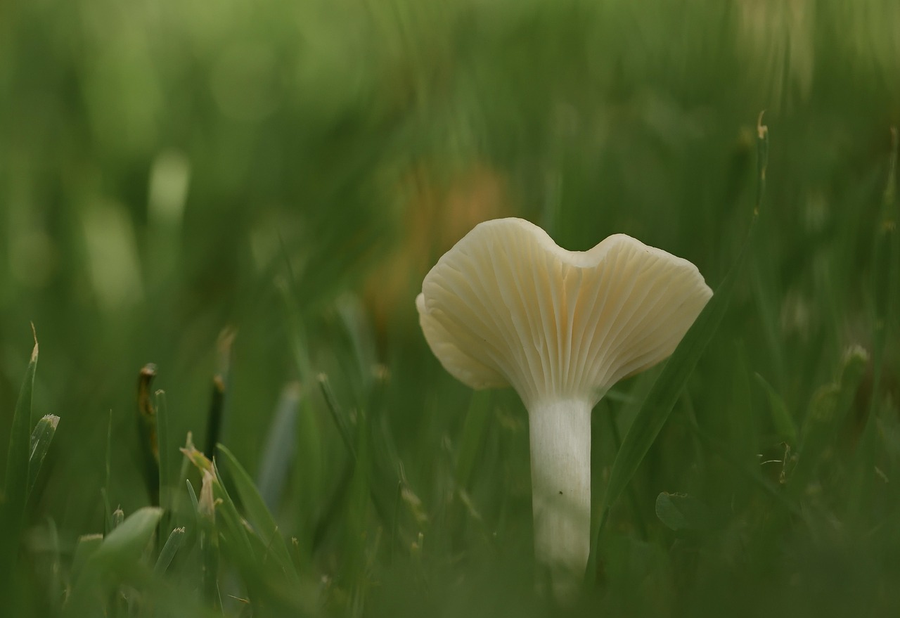 Disc Fungus Mushroom Meadow - Free photo on Pixabay