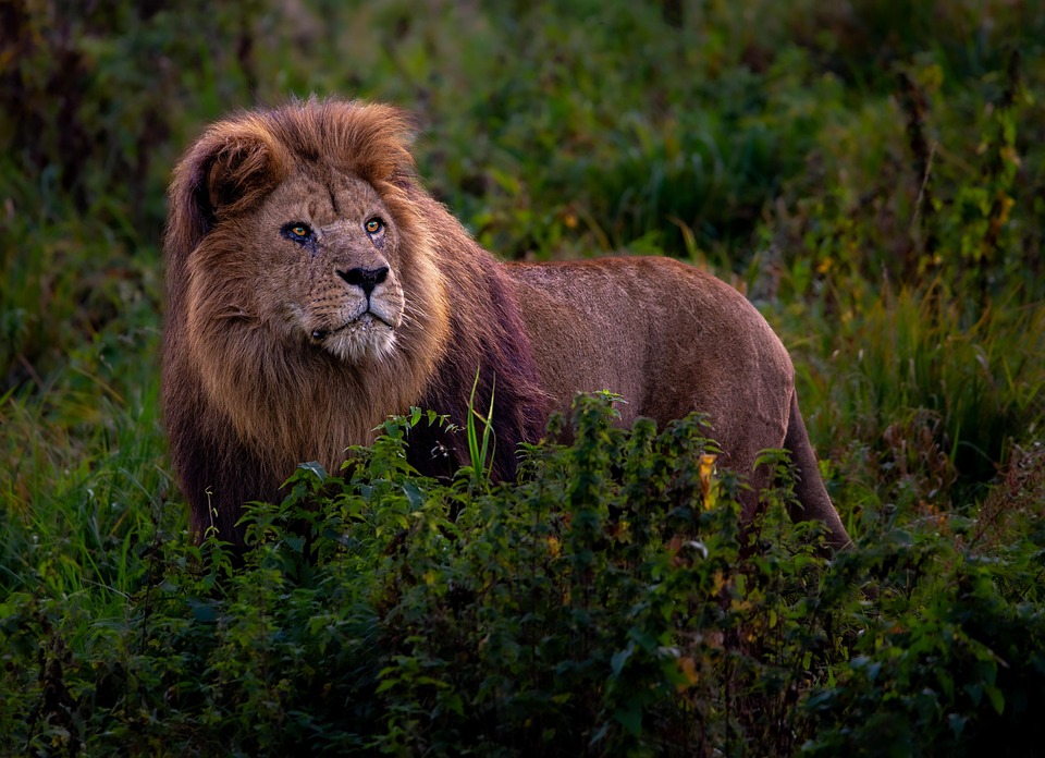 Lion Animal Mammifère - Photo gratuite sur Pixabay - Pixabay