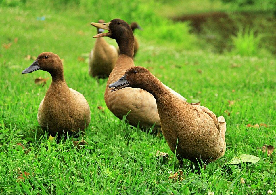 Ducks Fowl Birds - Free photo on Pixabay - Pixabay