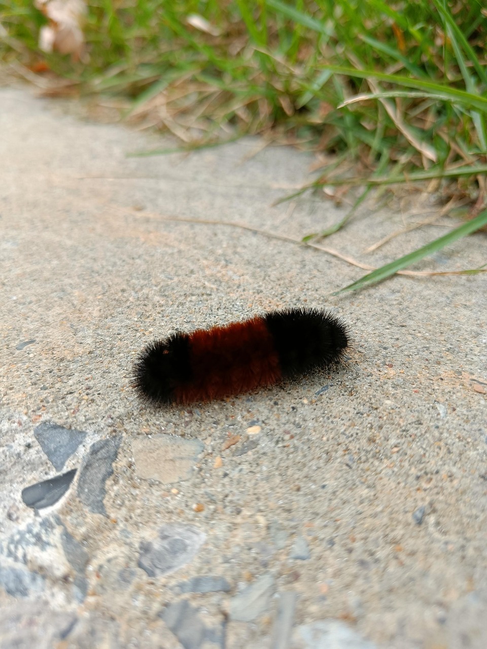 Chenille Nature Animal - Photo gratuite sur Pixabay - Pixabay