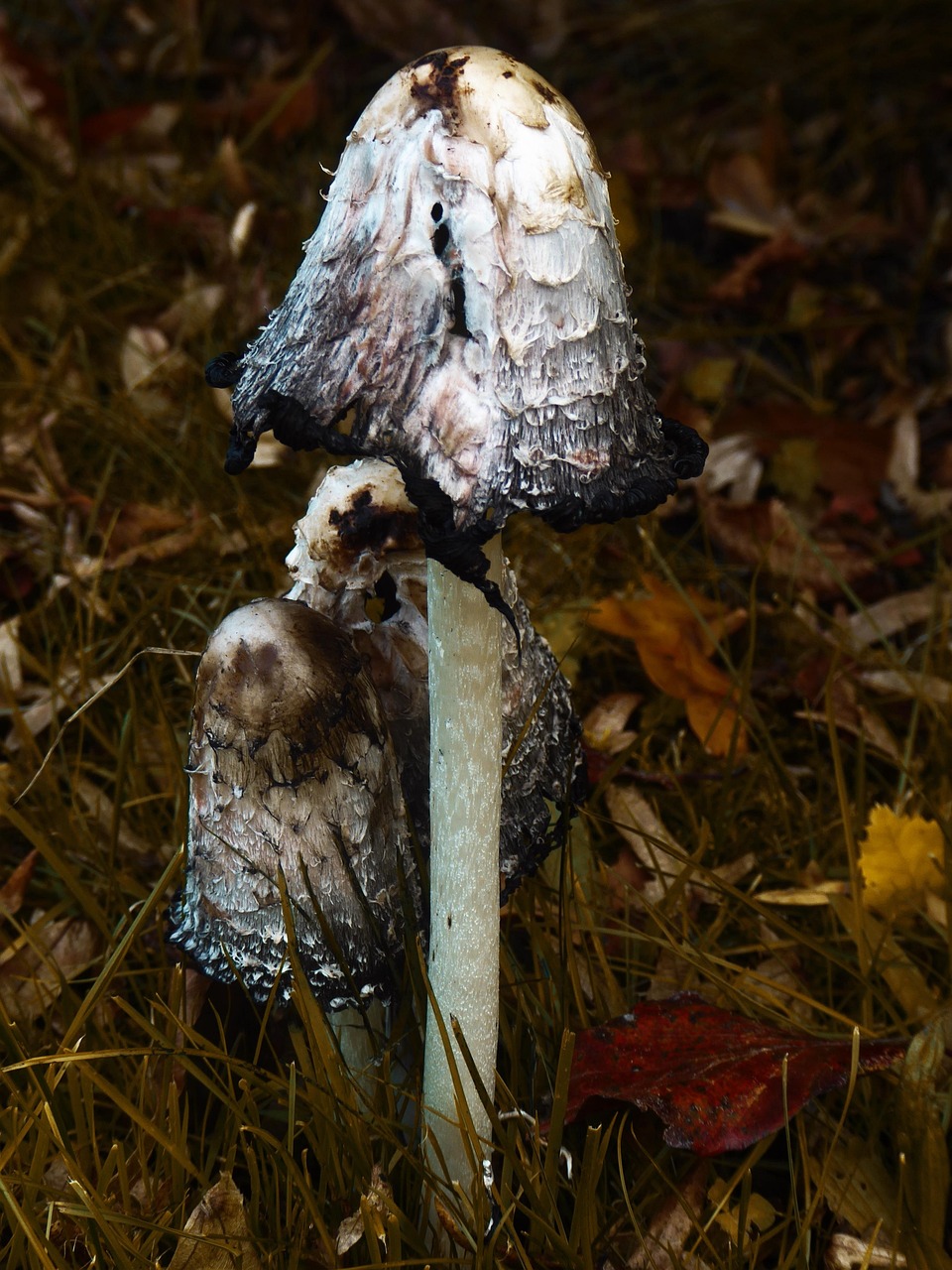 Fall Mushroom - Free photo on Pixabay - Pixabay