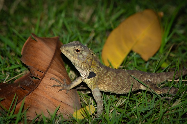 Tokek Alam Potret - Foto gratis di Pixabay - Pixabay