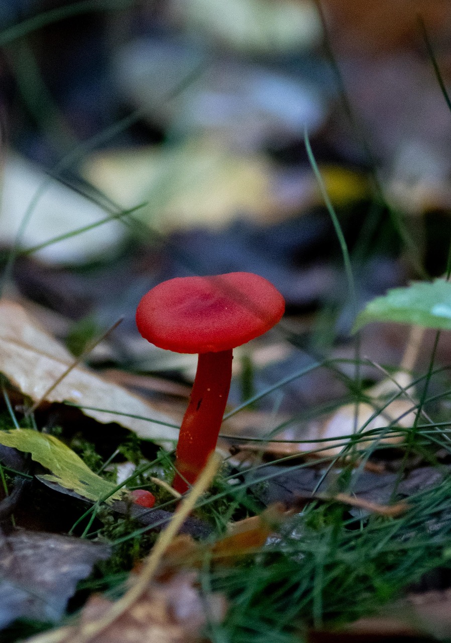 Mushroom Fall Leaves - Free photo on Pixabay - Pixabay
