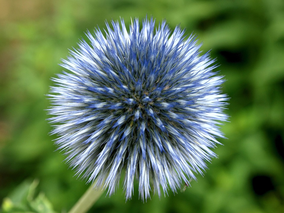 Nature Flower Summer Free Photo On Pixabay Pixabay