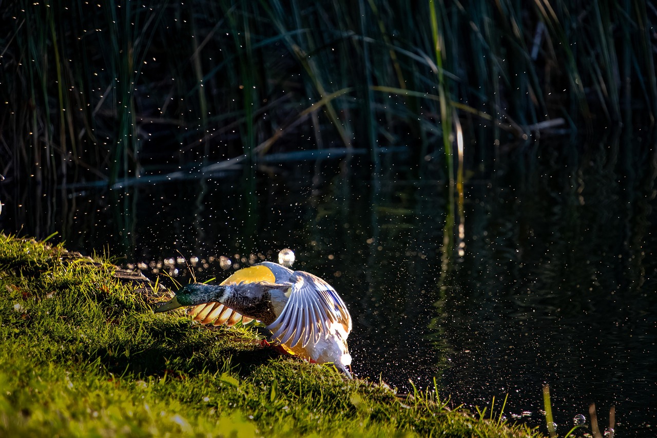 Colvert Canard Oiseau - Photo gratuite sur Pixabay - Pixabay