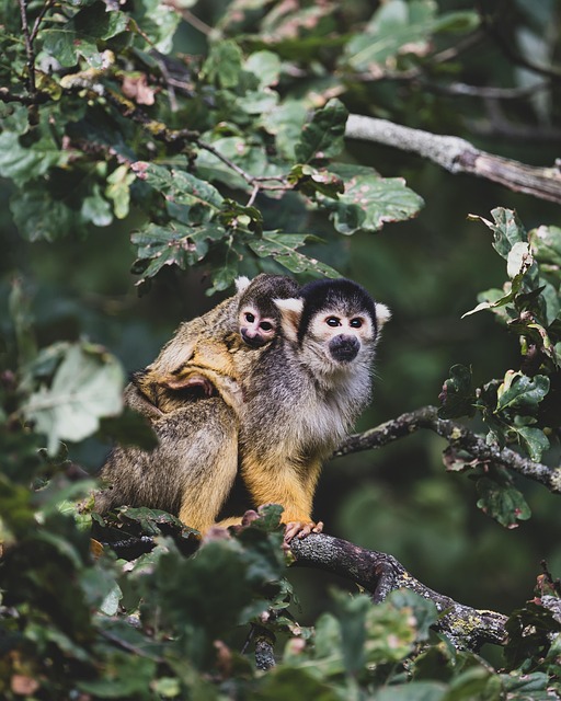 Peste 7.000 de fotografii gratuite cu Maimuţe și Natura - Pixabay