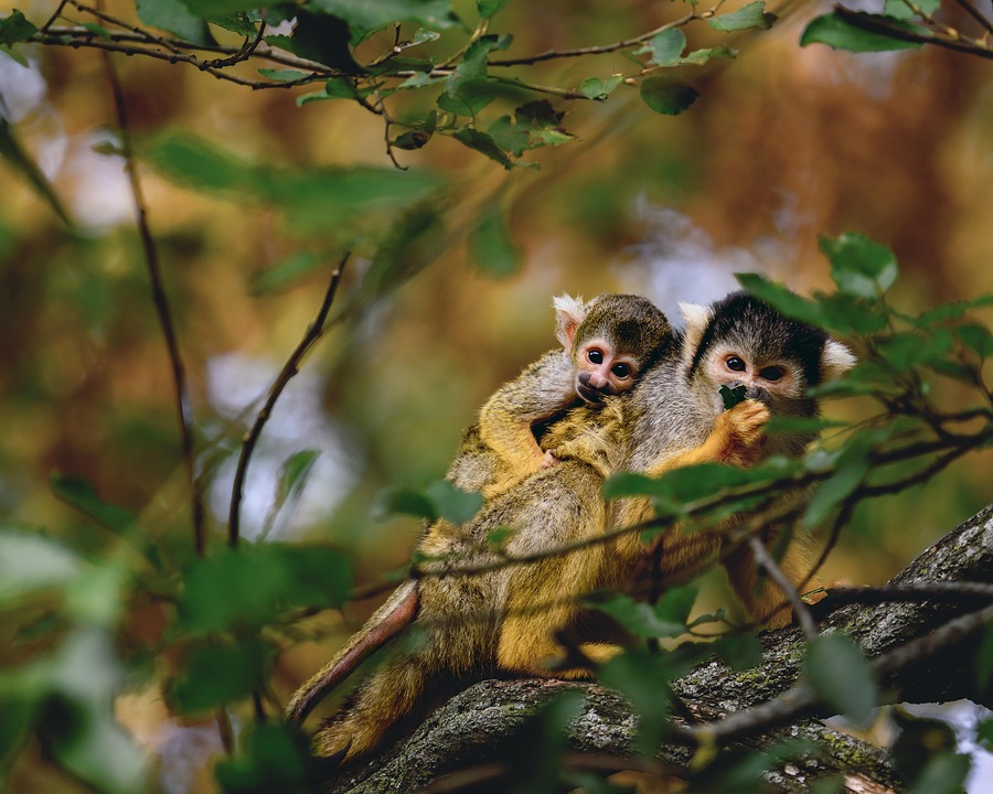 Monos Ardilla Simios Primates - Foto gratis en Pixabay - Pixabay
