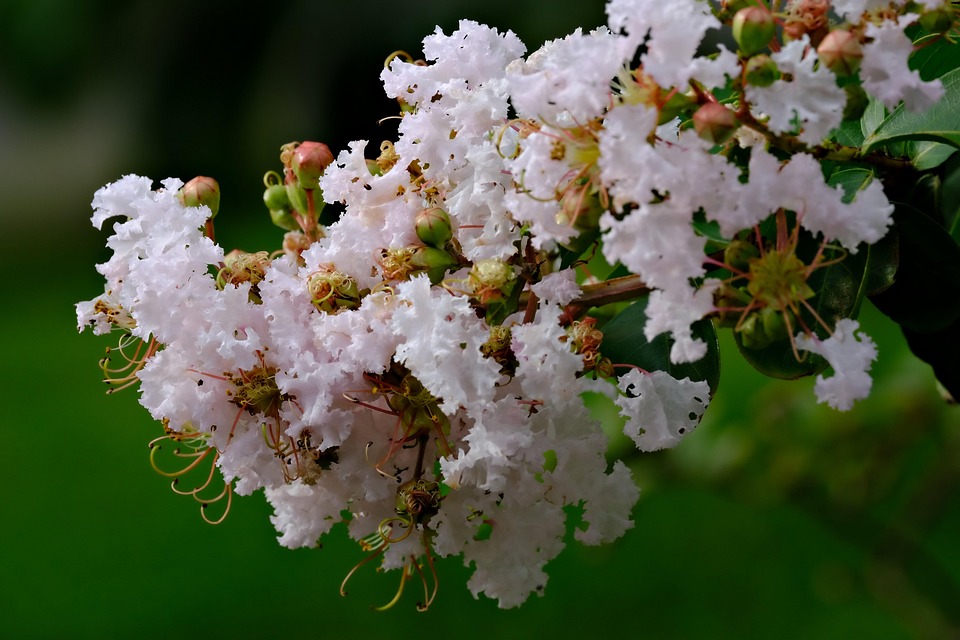 Flowers Tree Branches - Free photo on Pixabay
