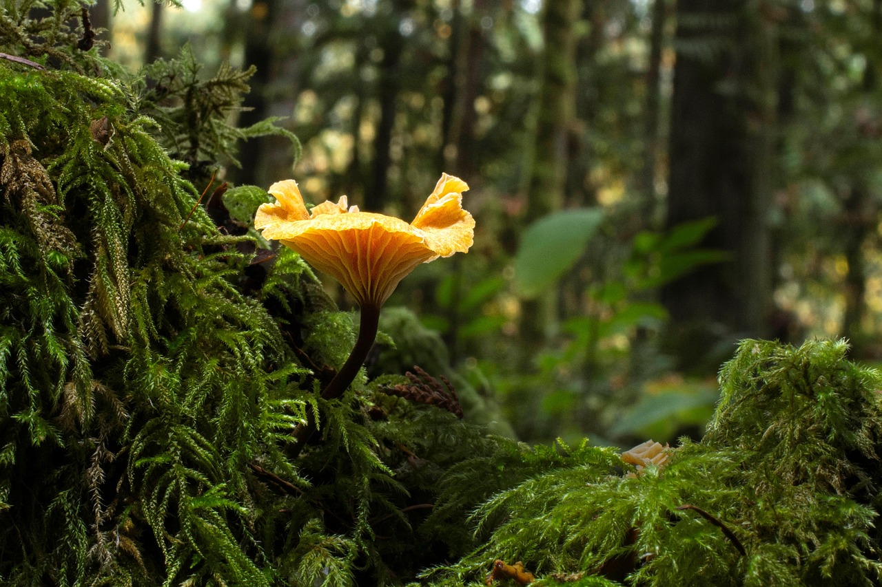 Champignon Forêt Champignons - Photo gratuite sur Pixabay - Pixabay