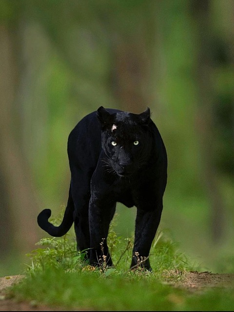 Panther Animal Wildlife - Free photo on Pixabay - Pixabay
