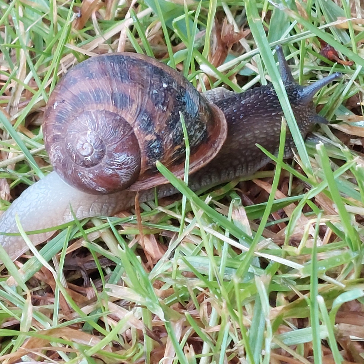 La Nature Escargot - Photo gratuite sur Pixabay - Pixabay