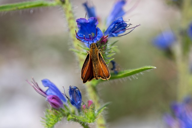 Borboleta Inseto Voador - Foto gratuita no Pixabay - Pixabay