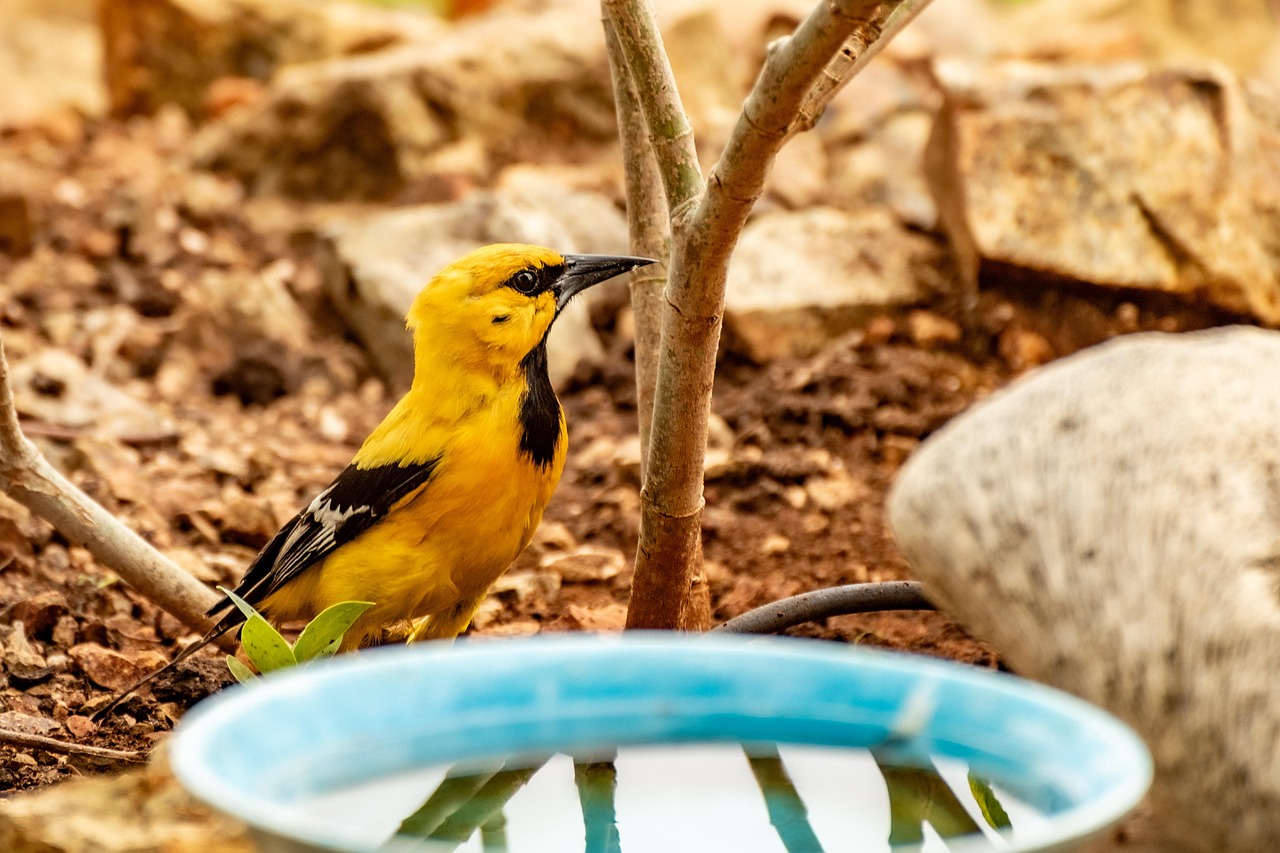 Yellow Oriole Caribbean Bird - Free photo on Pixabay