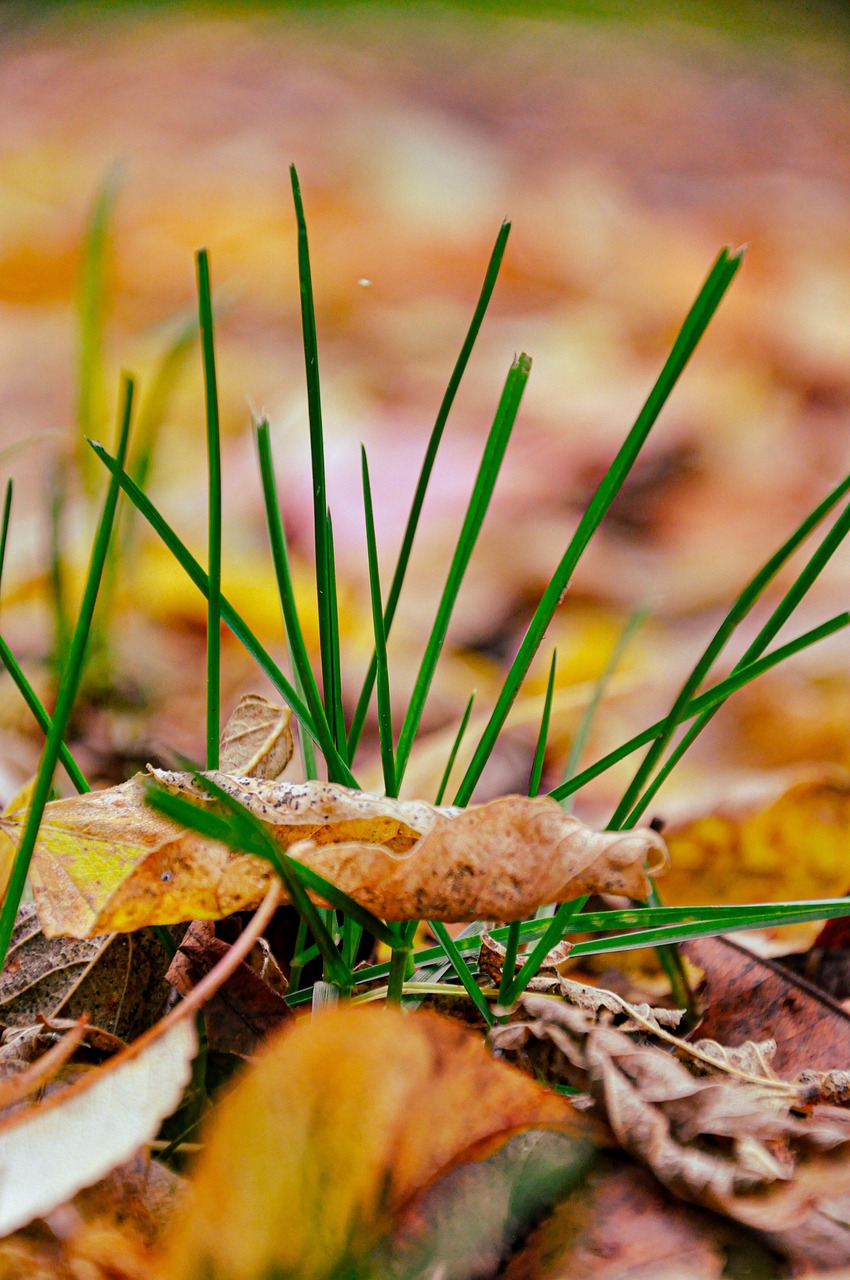 Grass Leaves Nature - Free photo on Pixabay - Pixabay