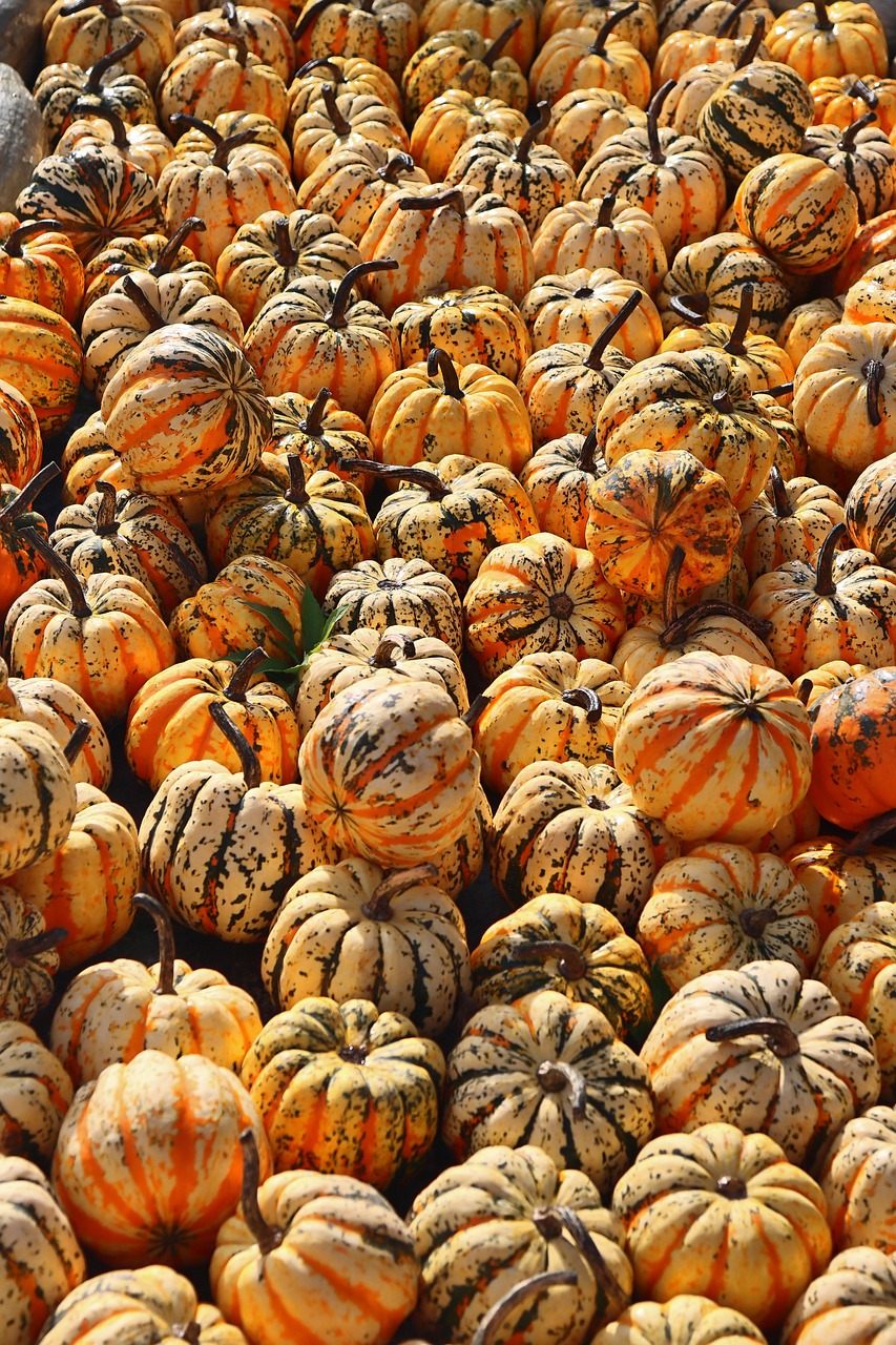 Pumpkins Vegetables Pumpkin Patch - Free photo on Pixabay