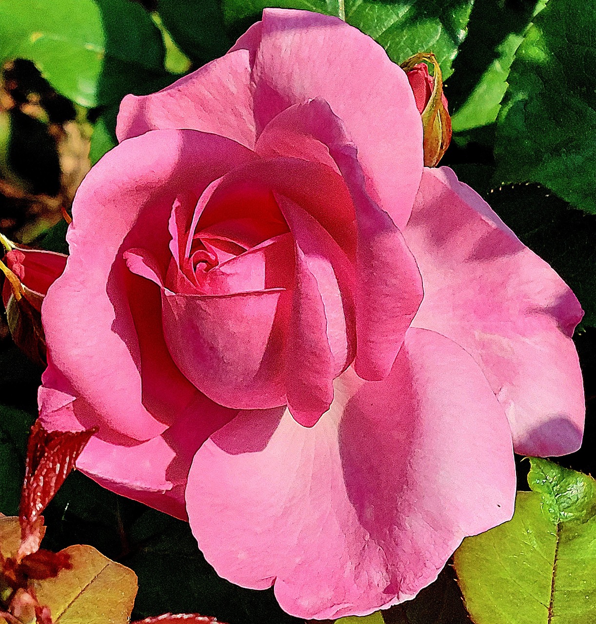 Rose Fleur La Nature - Photo gratuite sur Pixabay - Pixabay