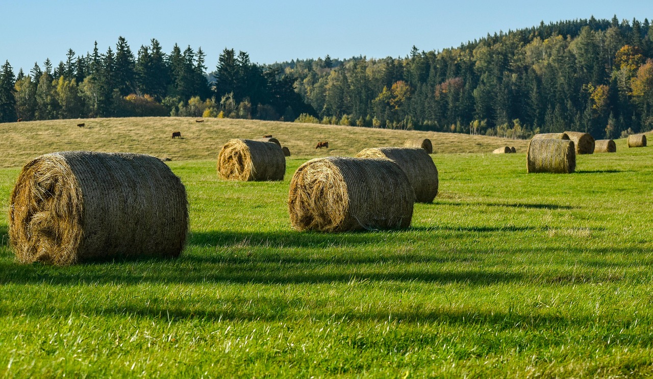 Nature La Campagne Sur Le Terrain - Photo gratuite sur Pixabay - Pixabay