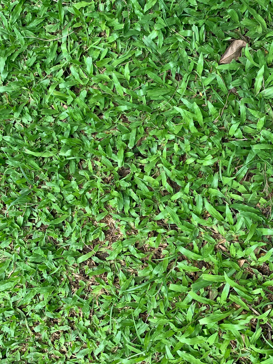 Grass Natural Scenery - Free photo on Pixabay - Pixabay