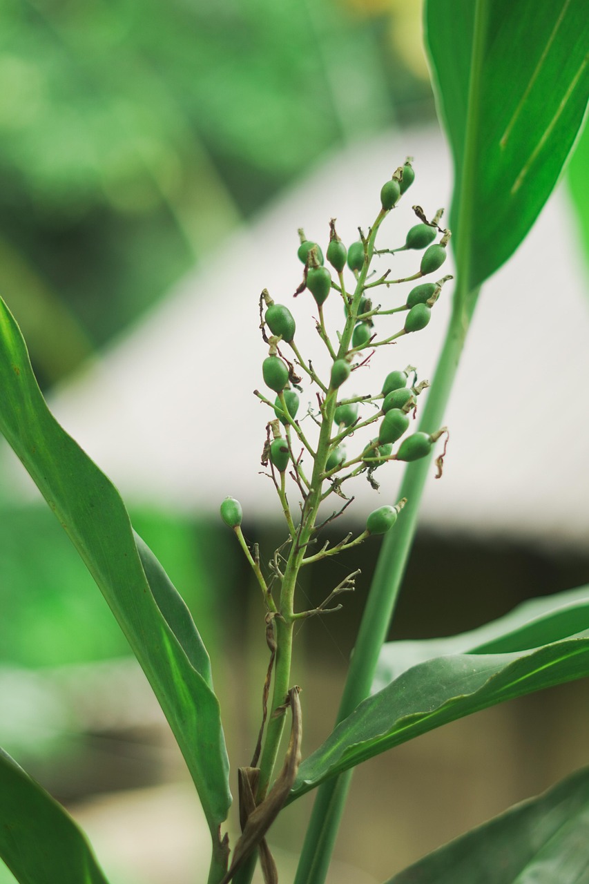 Galangal Flower Green - Free photo on Pixabay - Pixabay