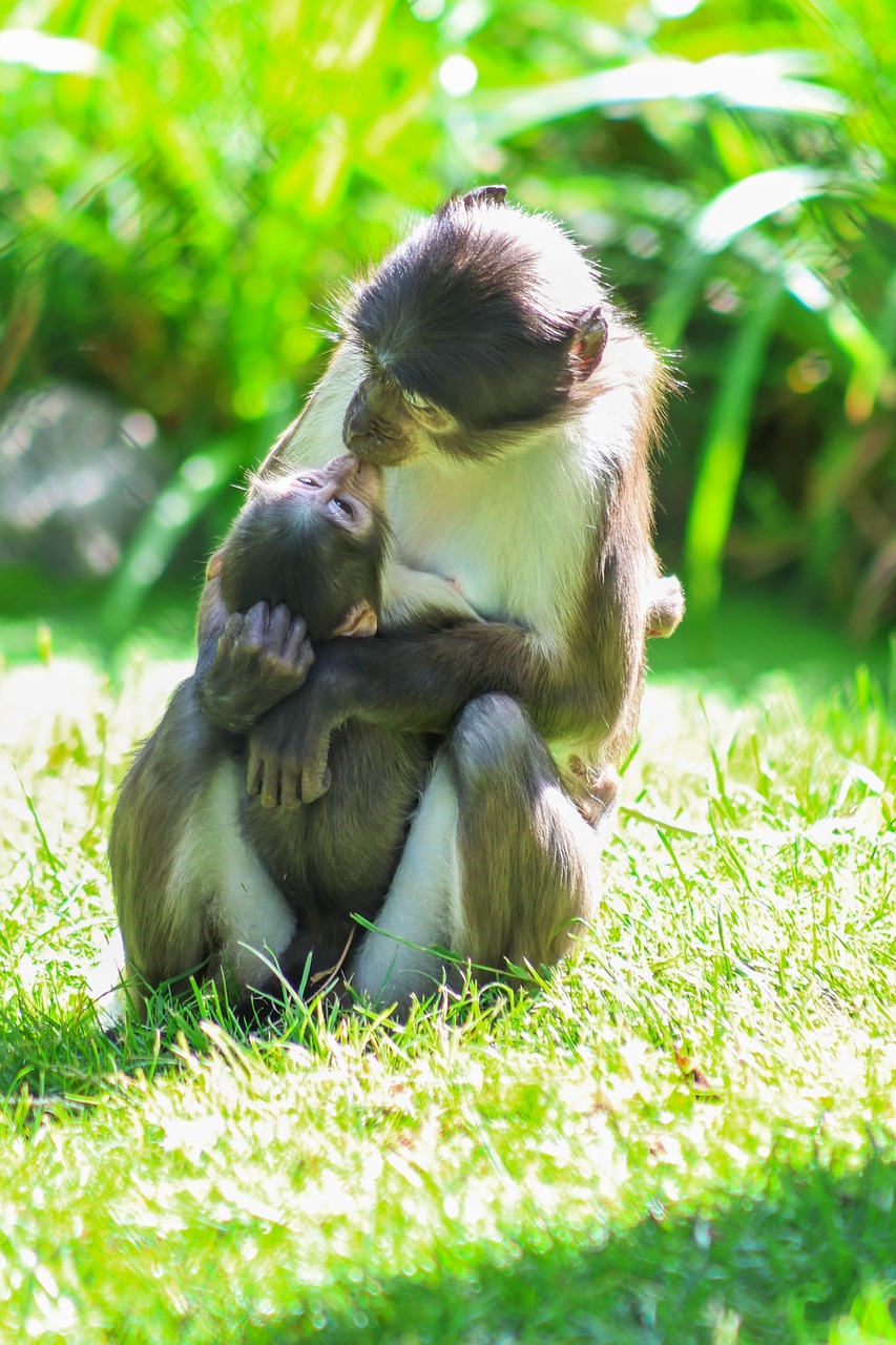 Zoo Singe - Photo gratuite sur Pixabay - Pixabay