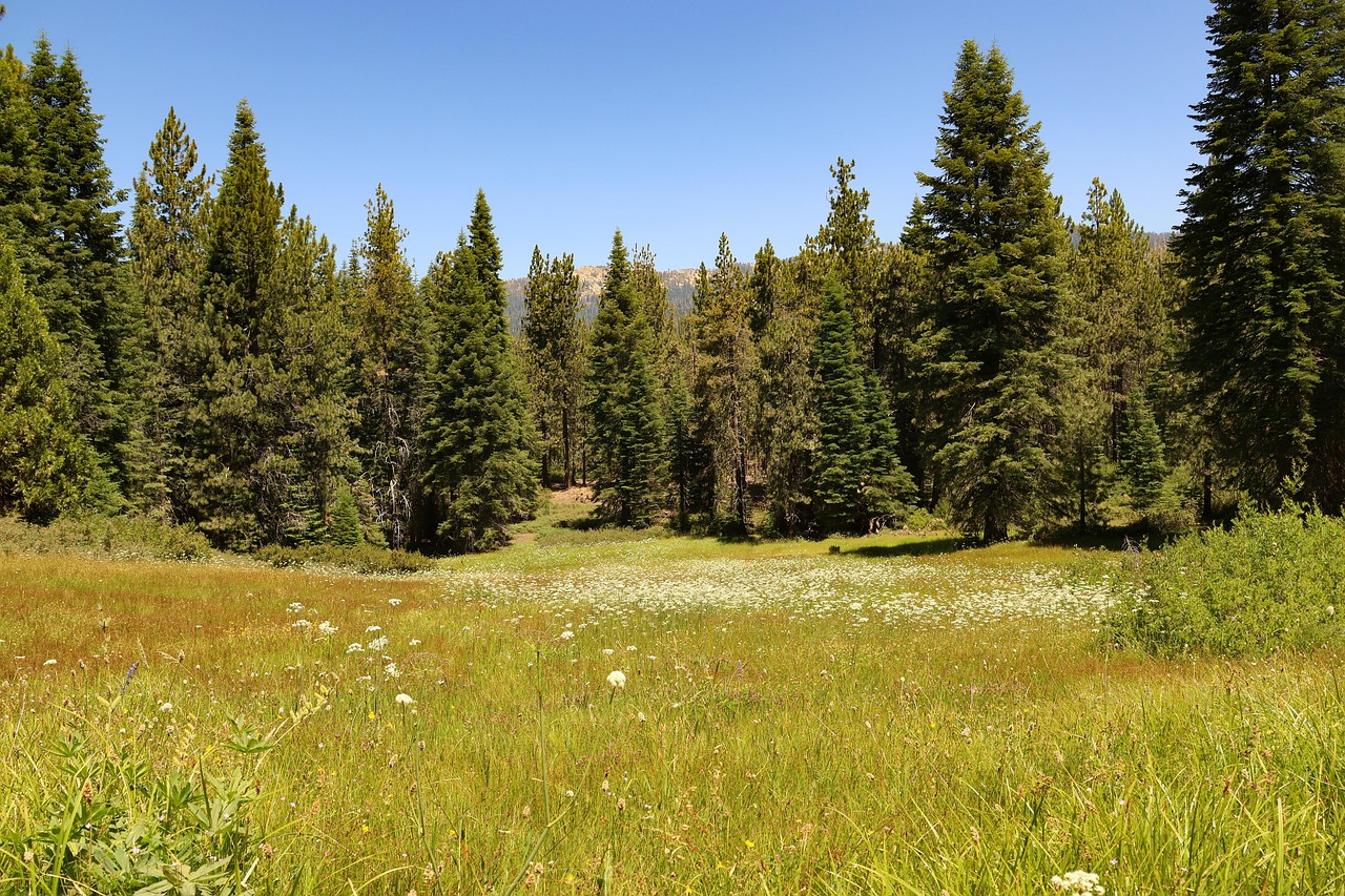 Parque Nacional Tenaya - Foto gratis en Pixabay - Pixabay