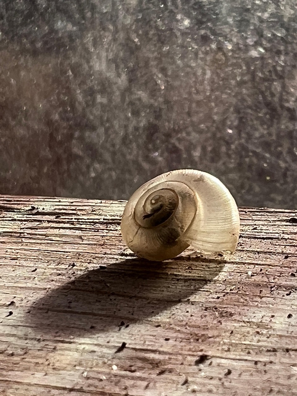 Snail Shell Nature - Free photo on Pixabay - Pixabay