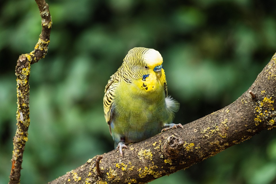 Budgie Papuga Długoogonowa Natura - Darmowe zdjęcie na Pixabay - Pixabay