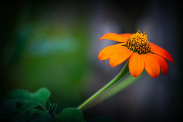 Flower Blossom Bloom - Free photo on Pixabay - Pixabay