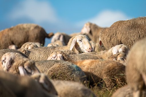 Sheep, Wool, Grazing. Free Stock Video - Pixabay