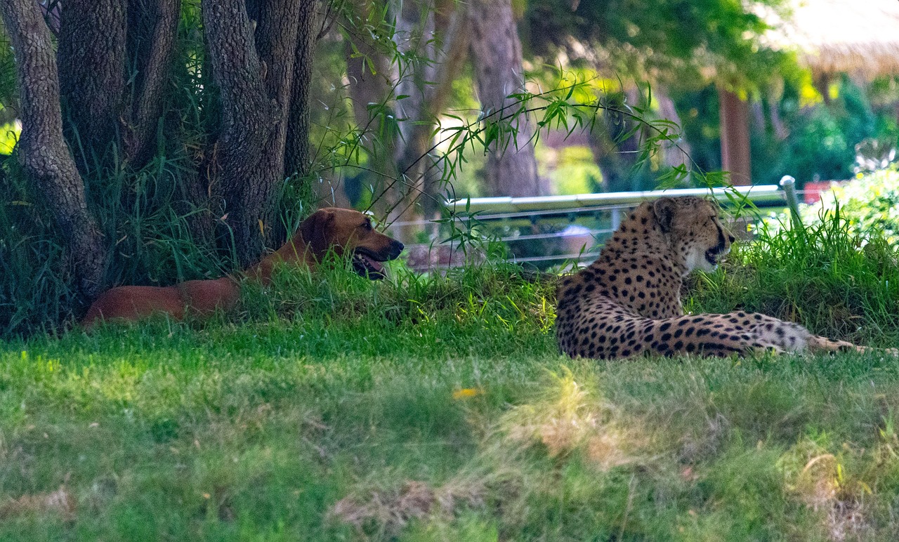 San Diego Parc Safari Guépard - Photo gratuite sur Pixabay - Pixabay