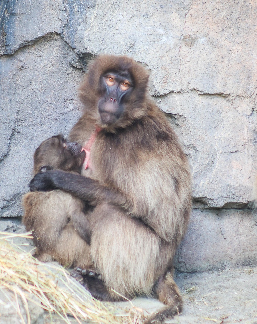 Mama Baby - Kostenloses Foto auf Pixabay - Pixabay