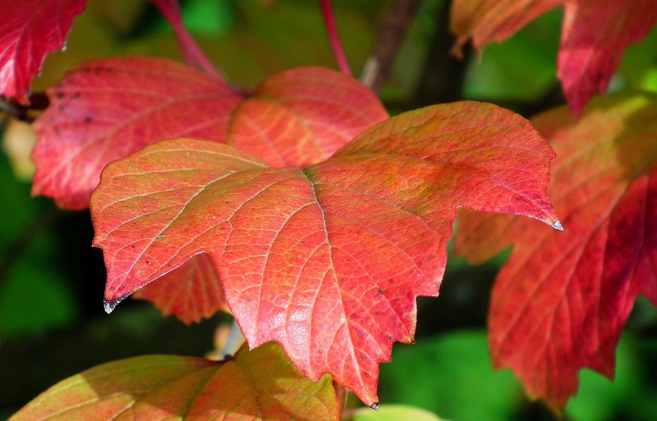Autumn Leaf Garden - Free photo on Pixabay