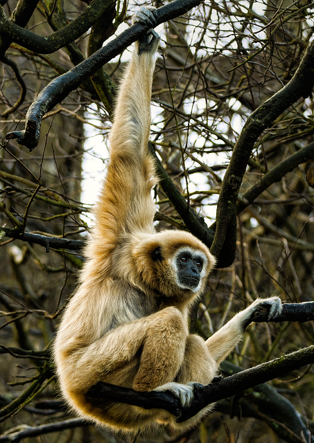 Animal Mammifère Gibbon À Mains - Photo gratuite sur Pixabay - Pixabay