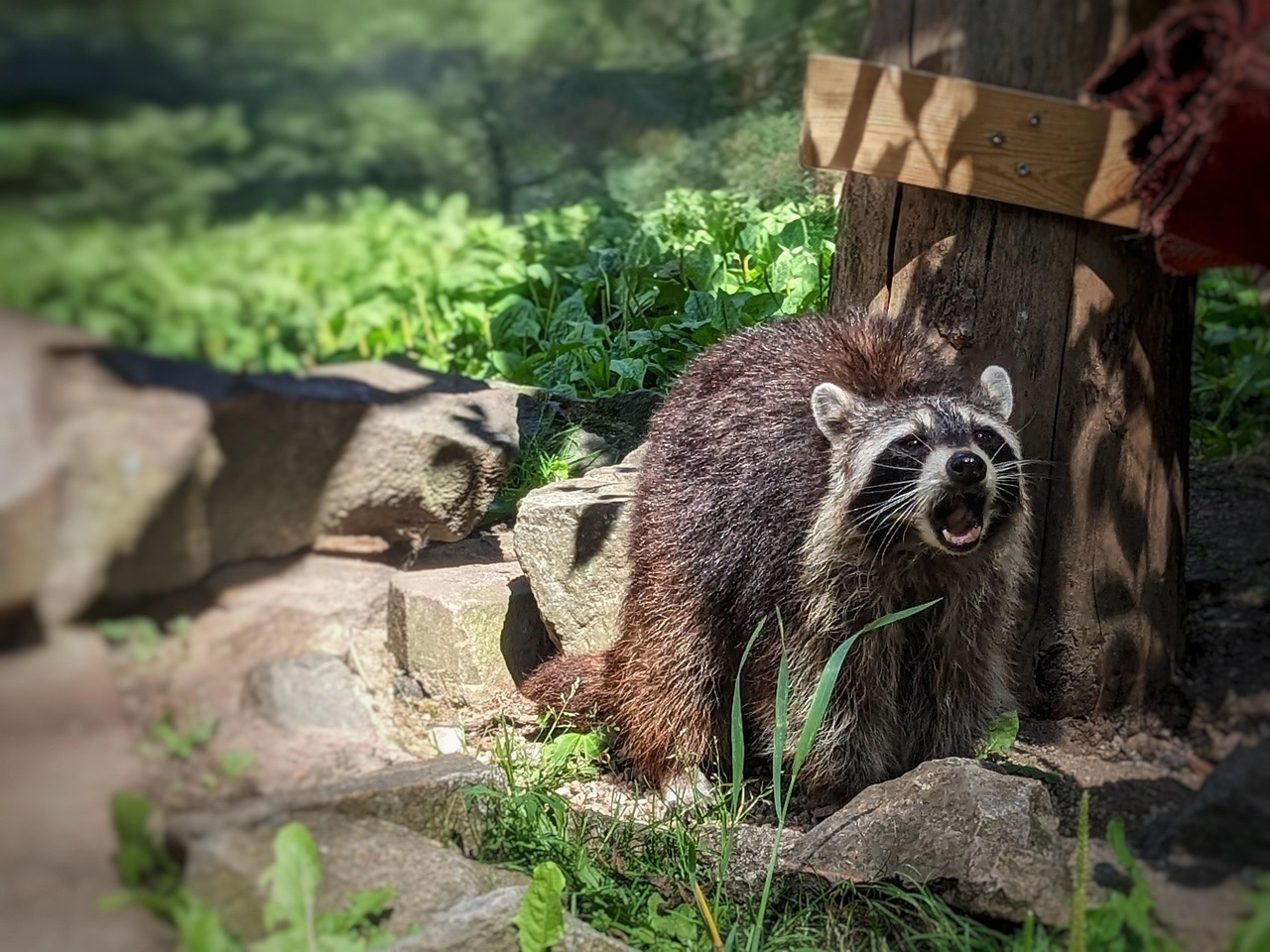 Raccoon Raton Şuierător Animal - Fotografie gratuită pe Pixabay - Pixabay