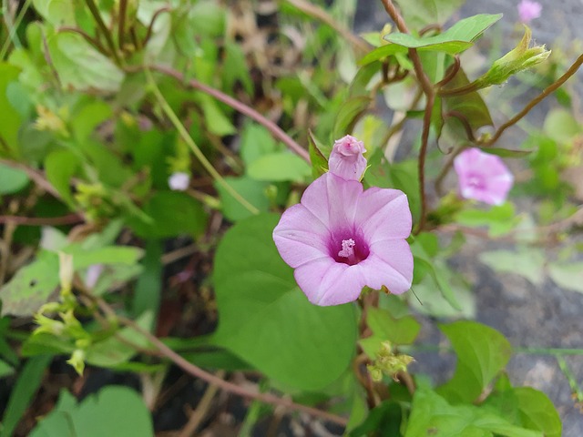 Soraya Flower Red Vine Plant - Free photo on Pixabay - Pixabay