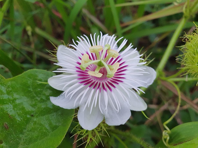 Flores De Coco Pólen Florescer - Foto gratuita no Pixabay - Pixabay