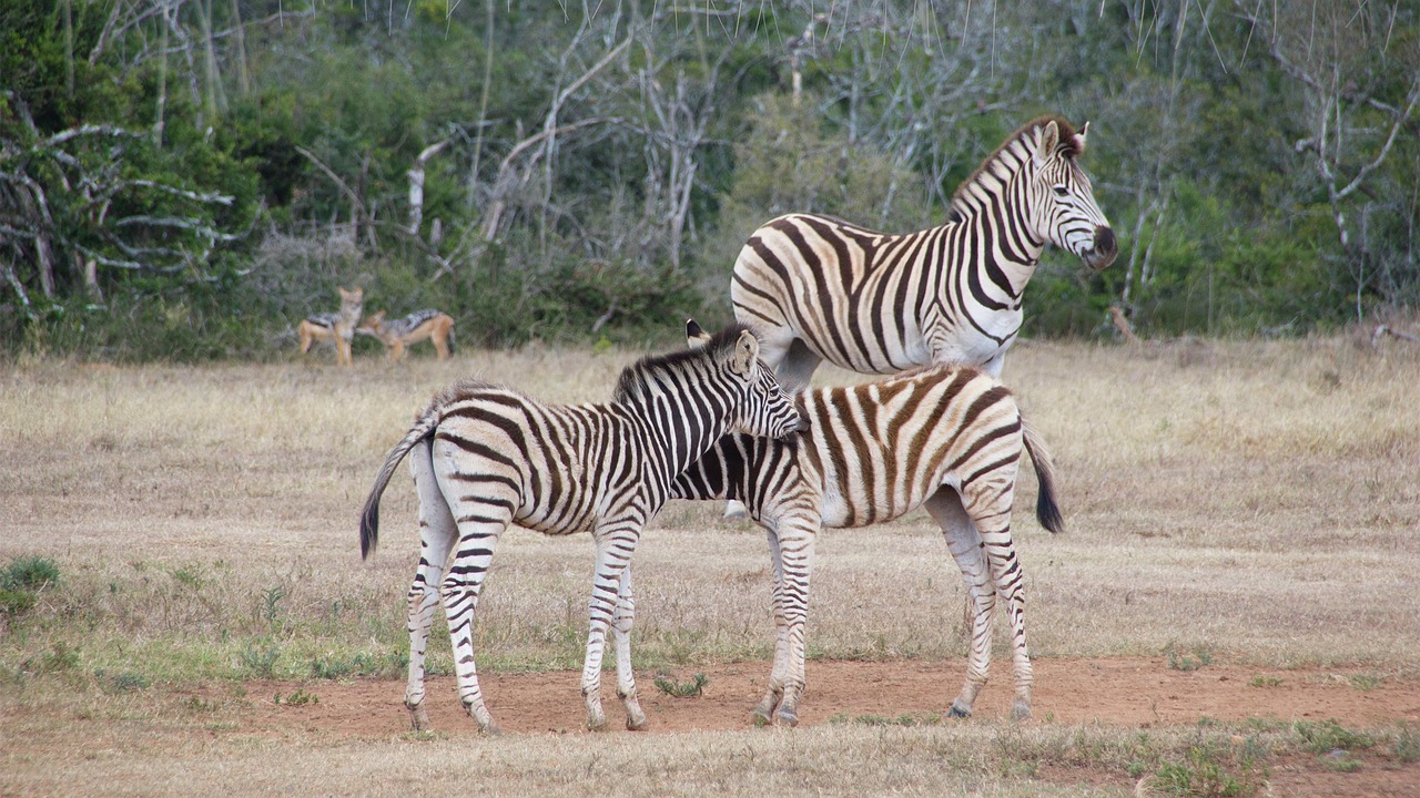 Zebra Afrika Hewan Taman - Foto gratis di Pixabay - Pixabay