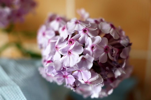 Floxes Fleur Buquet - Photo gratuite sur Pixabay - Pixabay