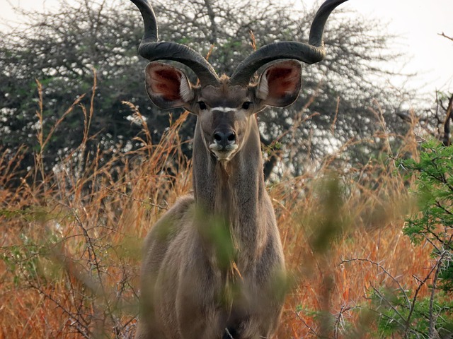 Koudou Mâle Faune - Photo gratuite sur Pixabay