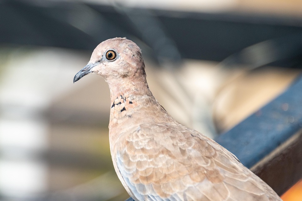Dove Pigeon Chick - Free photo on Pixabay - Pixabay